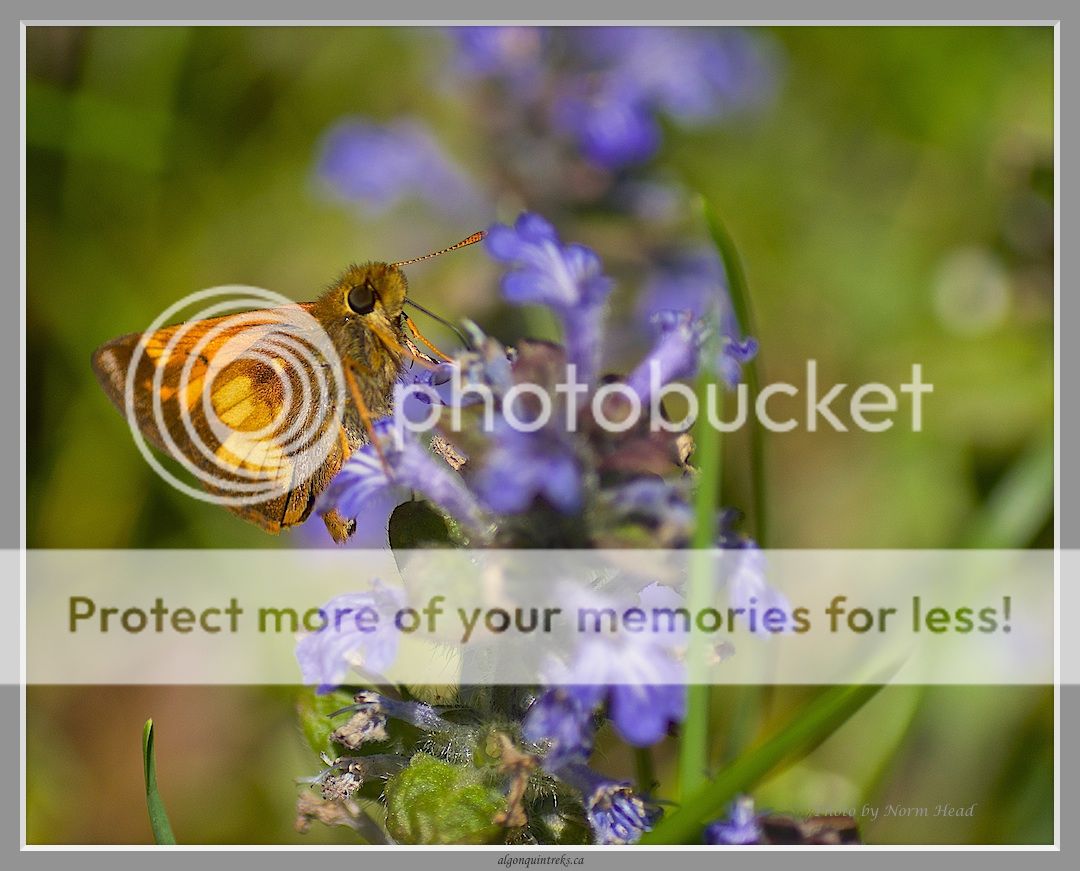 Wildflowers around the garden - PentaxForums.com